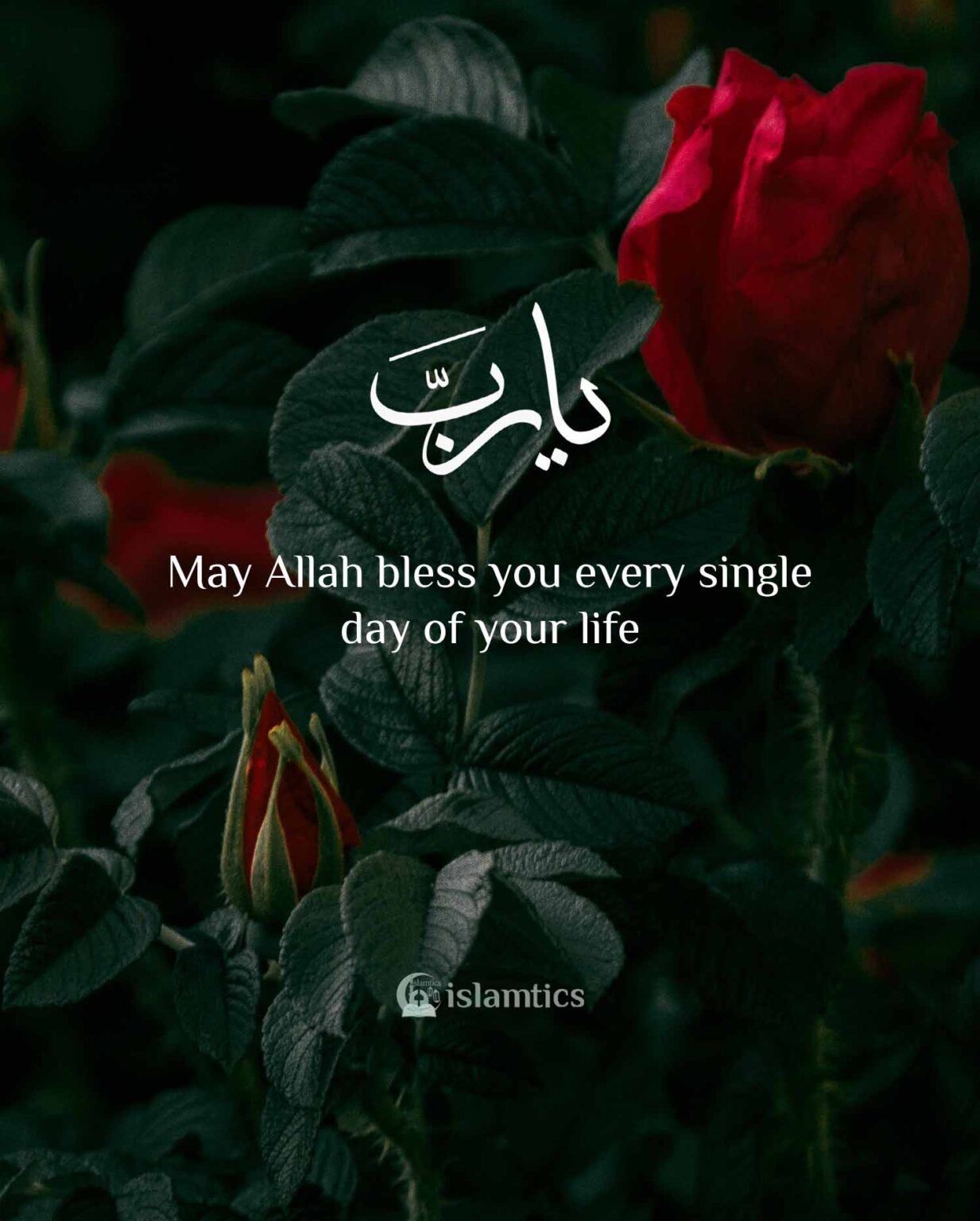 May Allah bless you every single day of your life | islamtics
